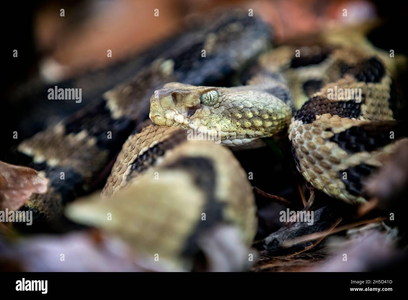 Western North Carolina Timber Rattlesnake