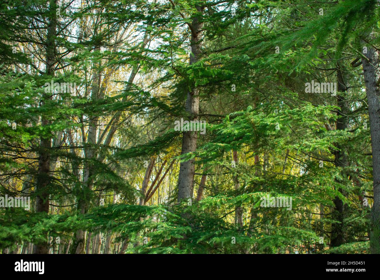 Beautiful shot of tall trees in different shades of green Stock Photo ...