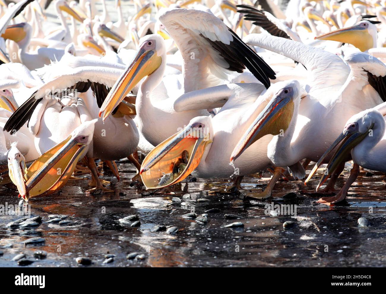 Netanya. 8th Nov, 2021. Great white pelicans are seen in the Emek Hefer ...