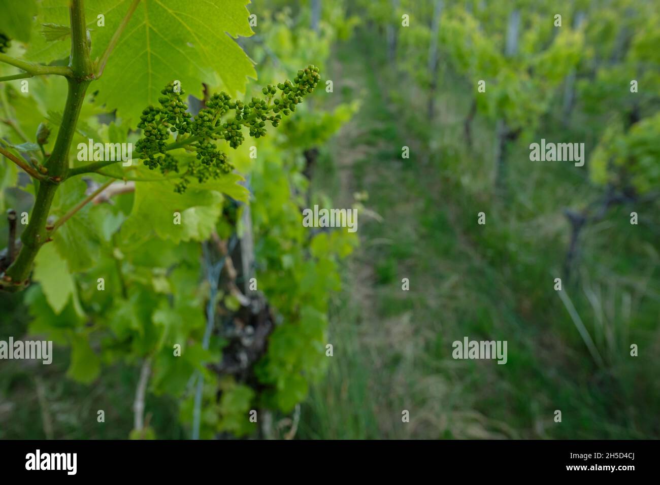 Young little green grapes hi-res stock photography and images - Alamy
