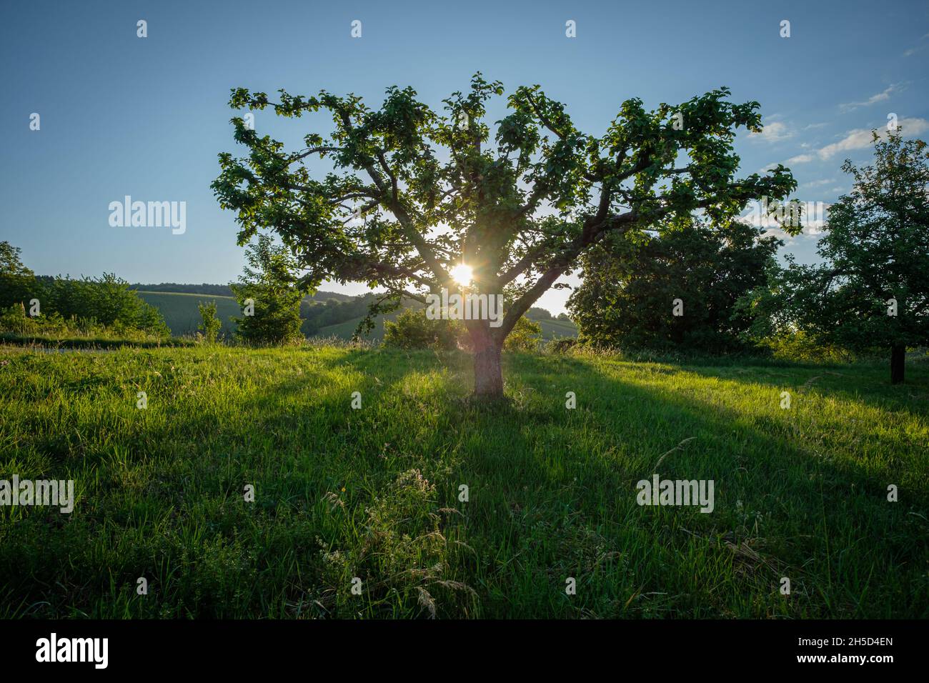 sun scenery of an Apple tree on a green meadow in backlit of sunlight ...