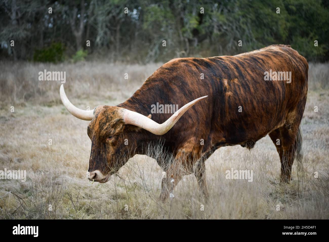 Chartreuse longhorn bull hi-res stock photography and images - Alamy