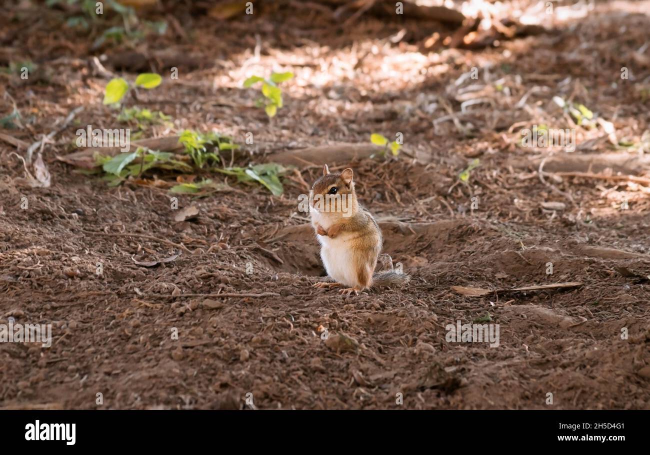 Chipmunk hole hi-res stock photography and images - Alamy
