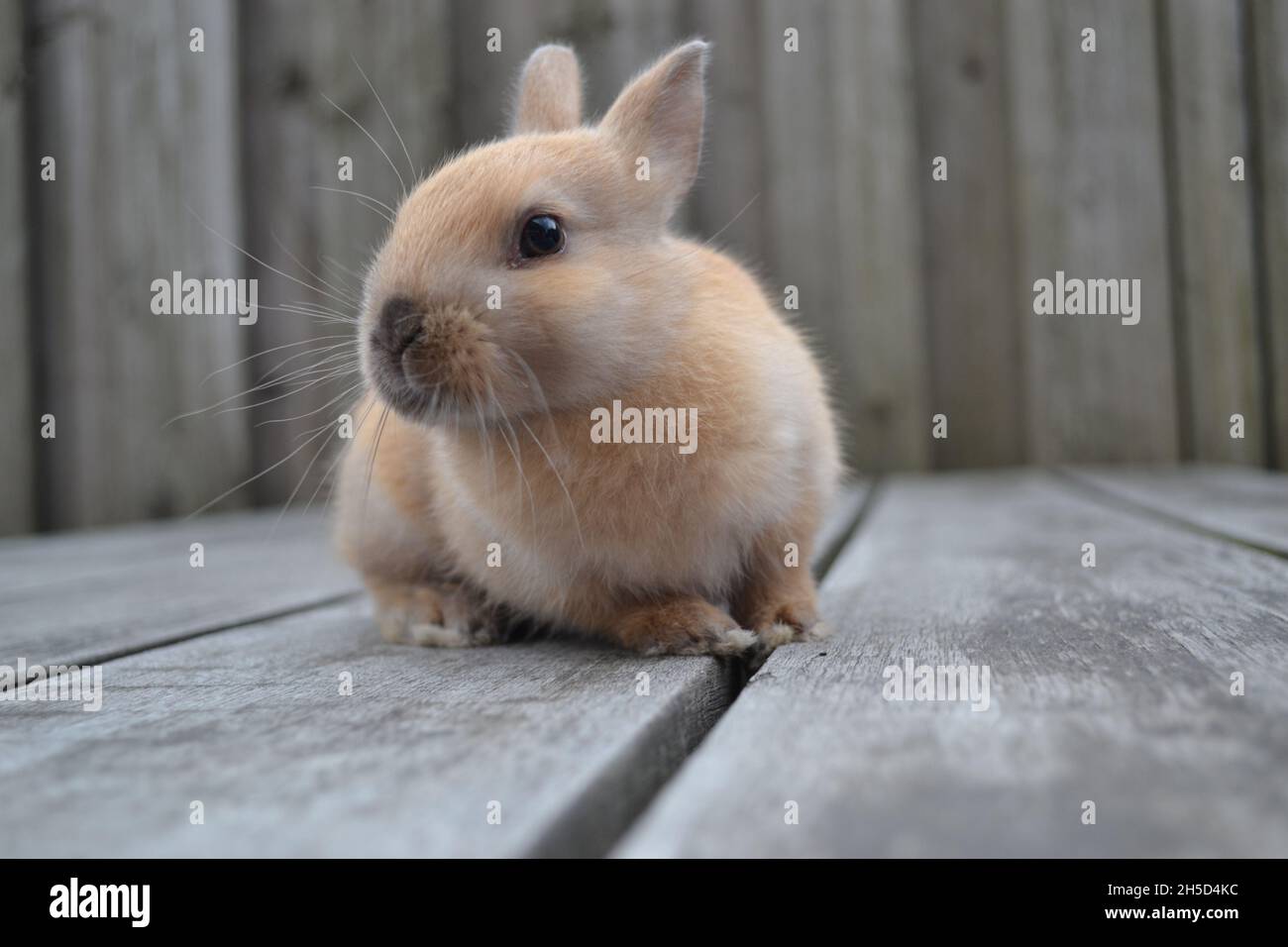 Close-up shot of a beige rabbit on wooden panels Stock Photo - Alamy