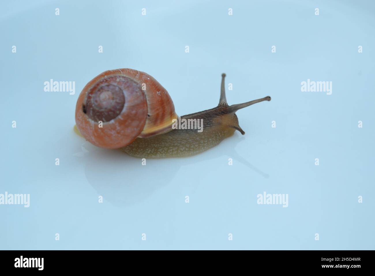 Tiny snail on silver hi-res stock photography and images - Alamy