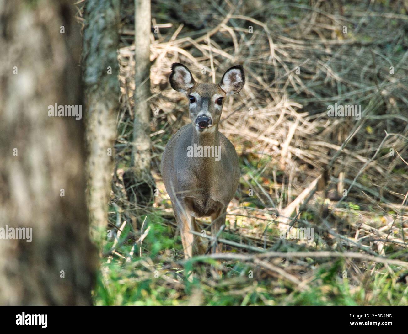 Selective of an elegant female deer at Ernie Miller Nature Center in ...