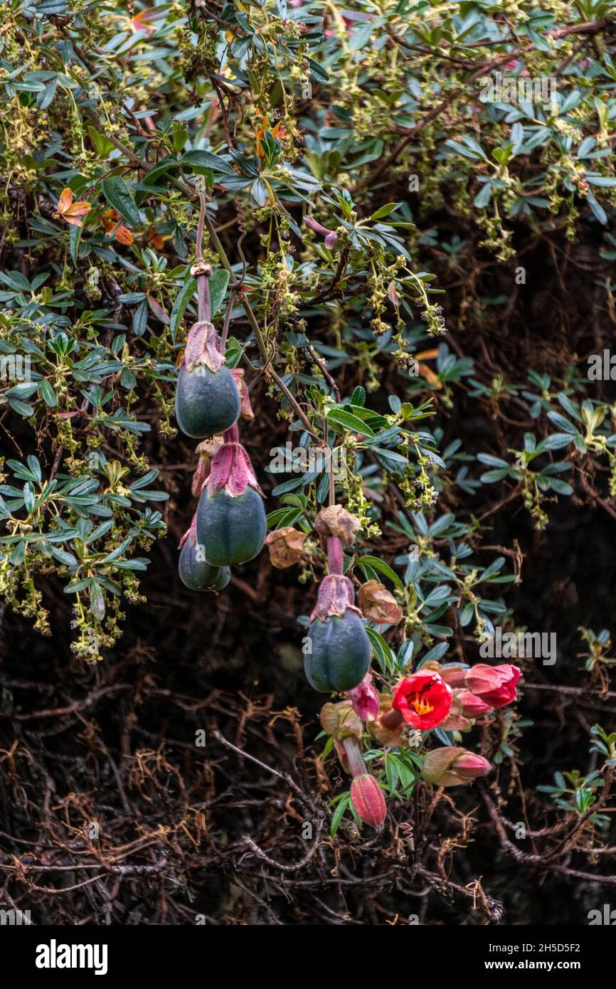 Fruit of quenual hi-res stock photography and images - Alamy