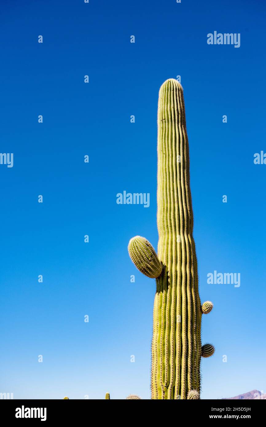 Tangle of arms hi-res stock photography and images - Alamy