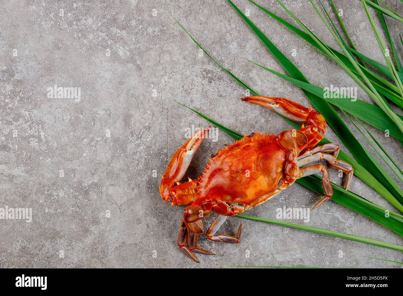 Ocean crab top view hi-res stock photography and images - Alamy