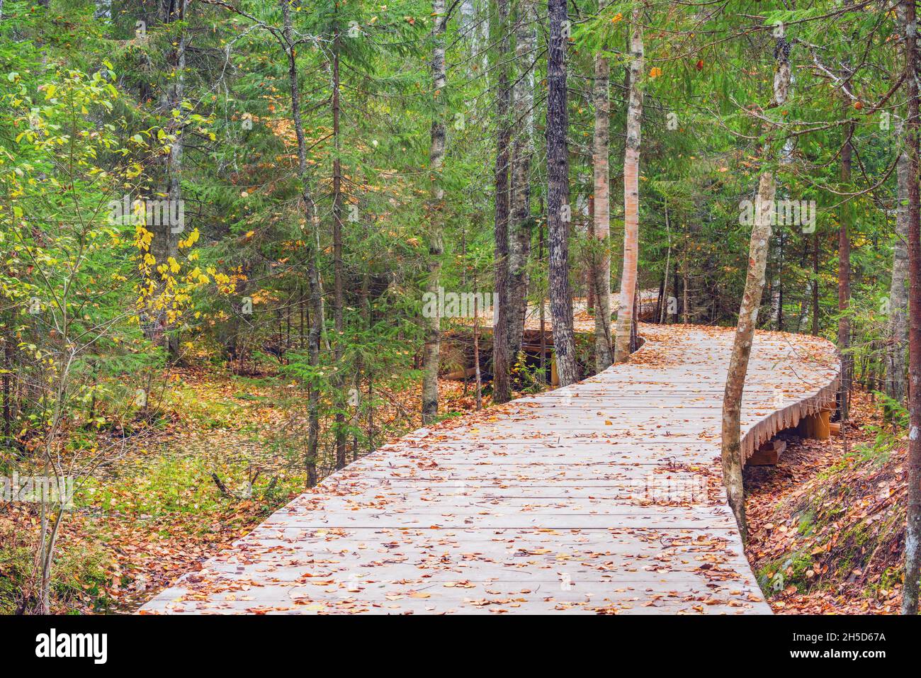 Wooden path in the forest at autumn evening Stock Photo - Alamy