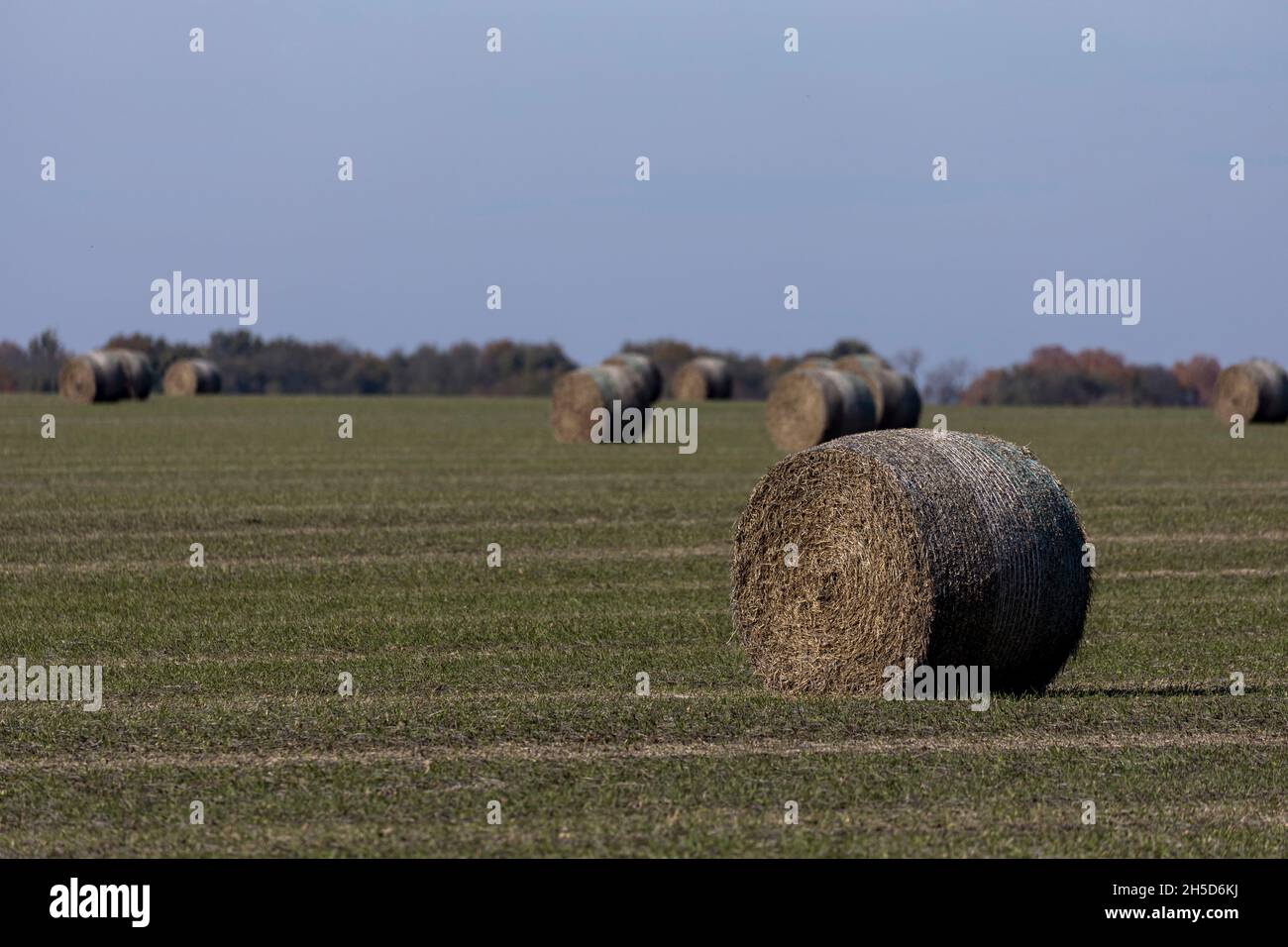 Shirley, Illinois, USA. 7th Nov, 2021. Rolled bales of corn stalks are ...