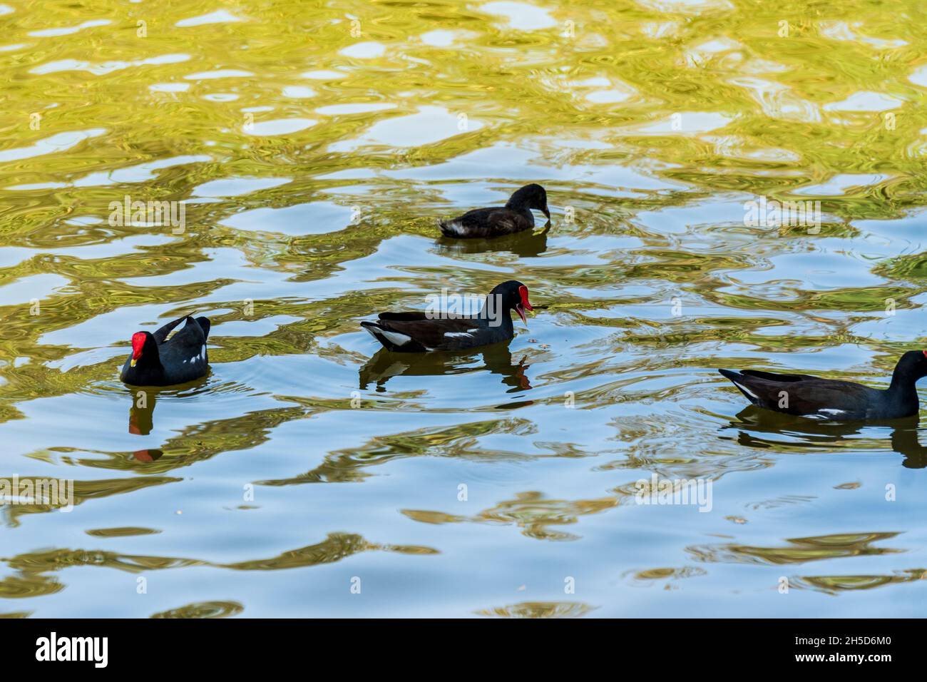 Water birds in the Huacachina lagoon,Gallinula chloropus,Perú Stock ...