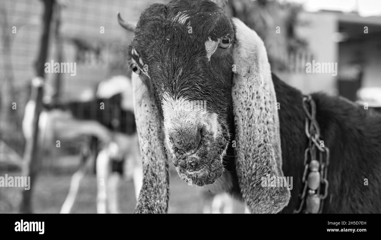 Contagious ecthyma infection in the mouth of a brown goat. Mouth and ...