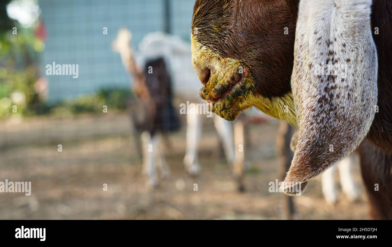 Contagious pustular dermatitis hi-res stock photography and images - Alamy