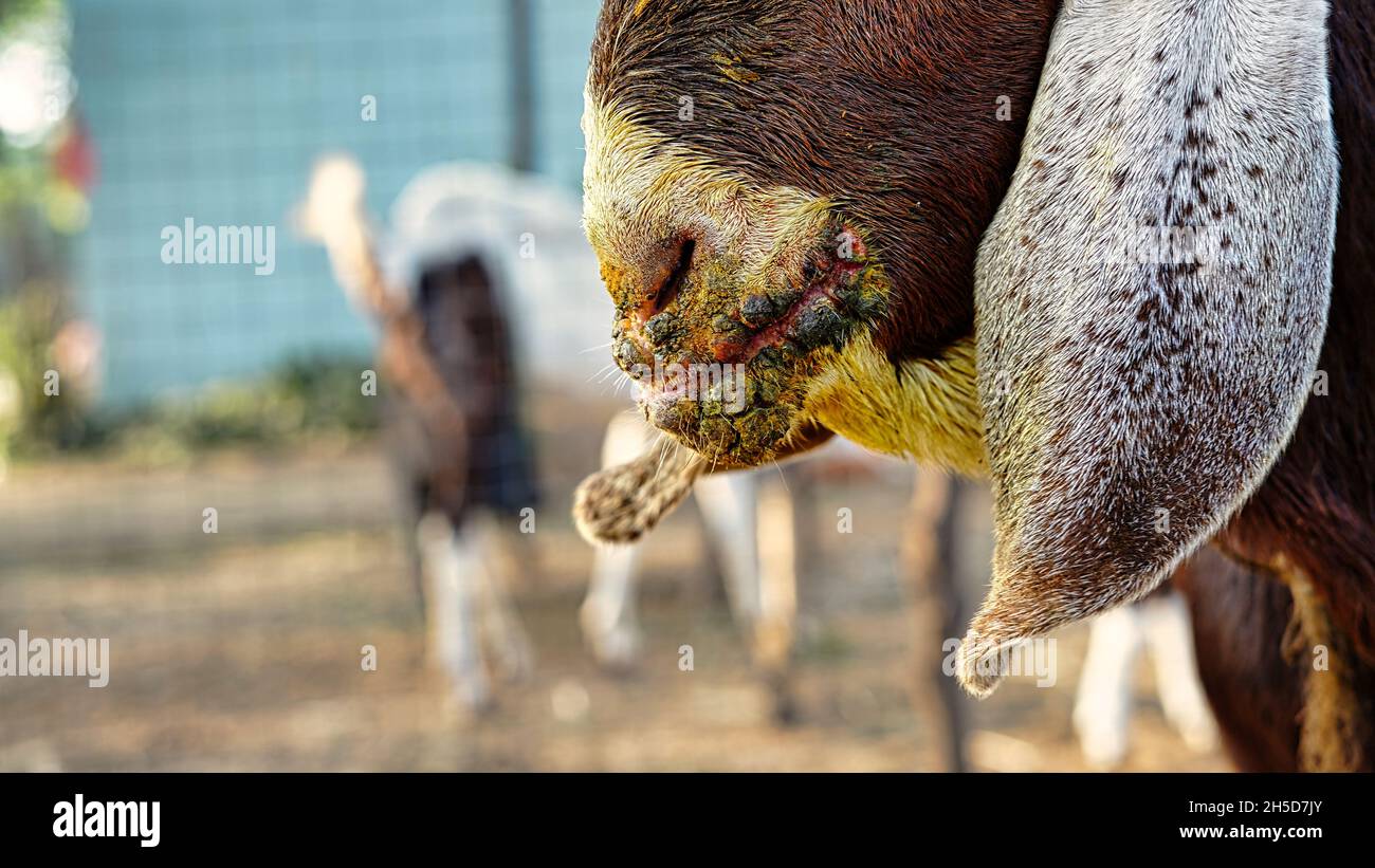 Foot and mouth infection hi-res stock photography and images - Alamy