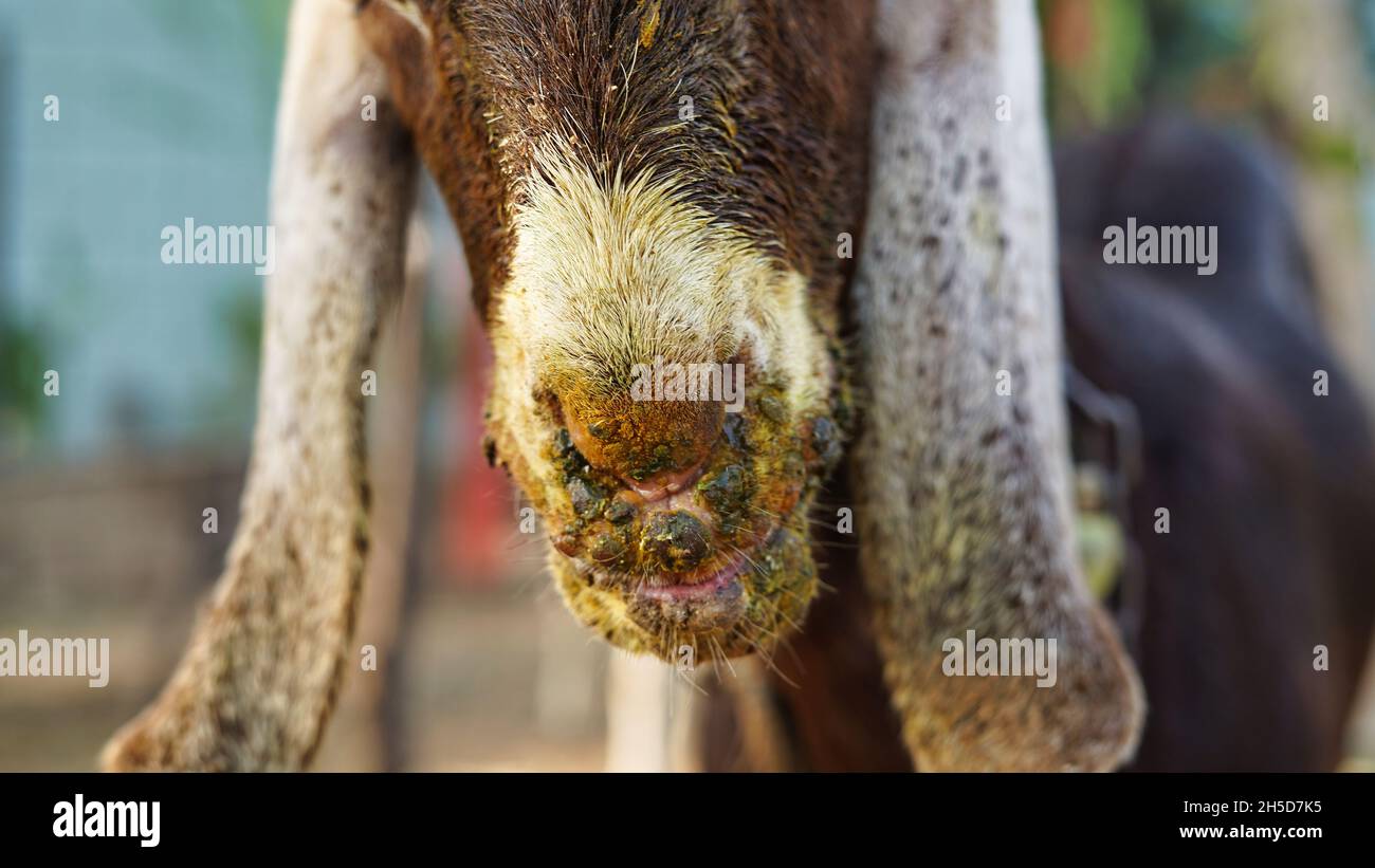 Goat Skin Diseases Treatment