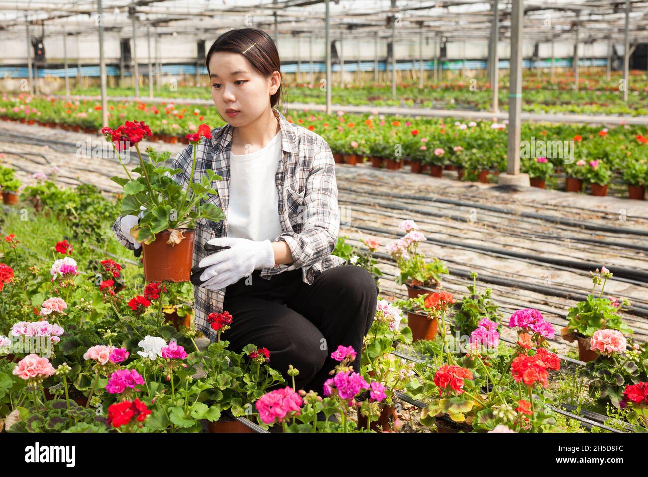 Happy chinese woman or gardener holding flowers geranium in greenhouse ...