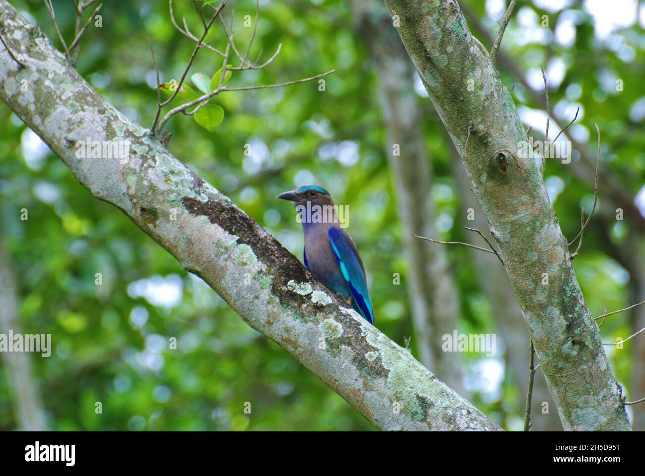 Indochinese Roller bird Stock Photo - Alamy