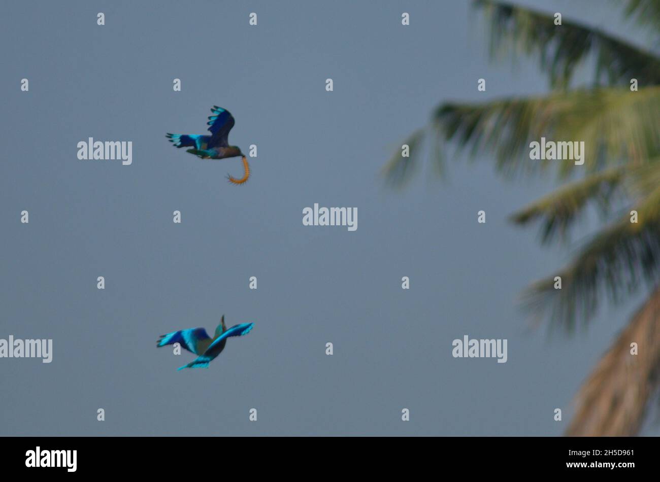 Indochinese Roller bird Stock Photo - Alamy