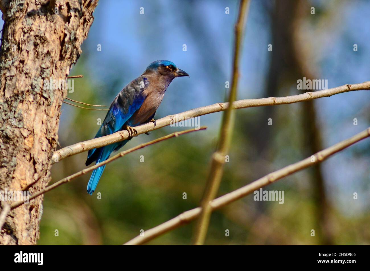 Indochinese Roller bird Stock Photo - Alamy