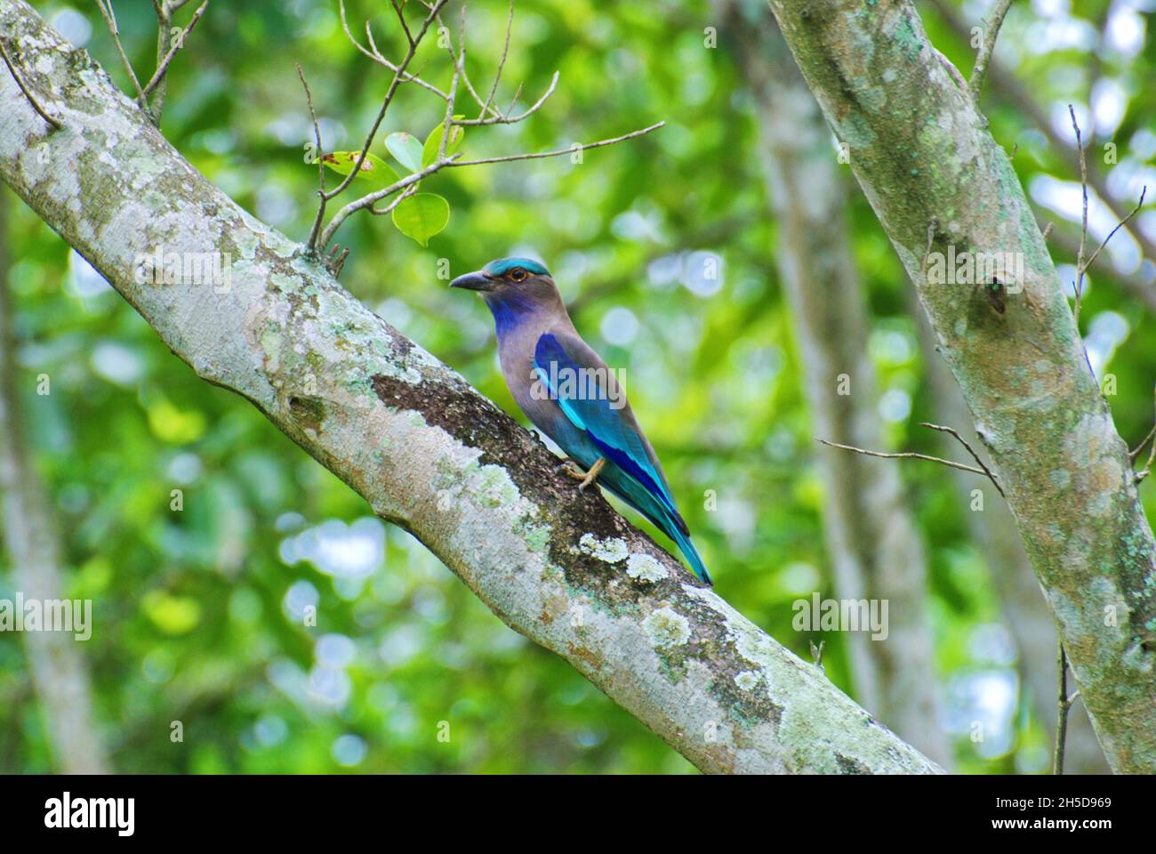 Indochinese Roller bird Stock Photo - Alamy