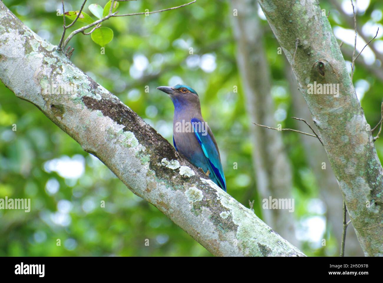 Indochinese Roller bird Stock Photo - Alamy