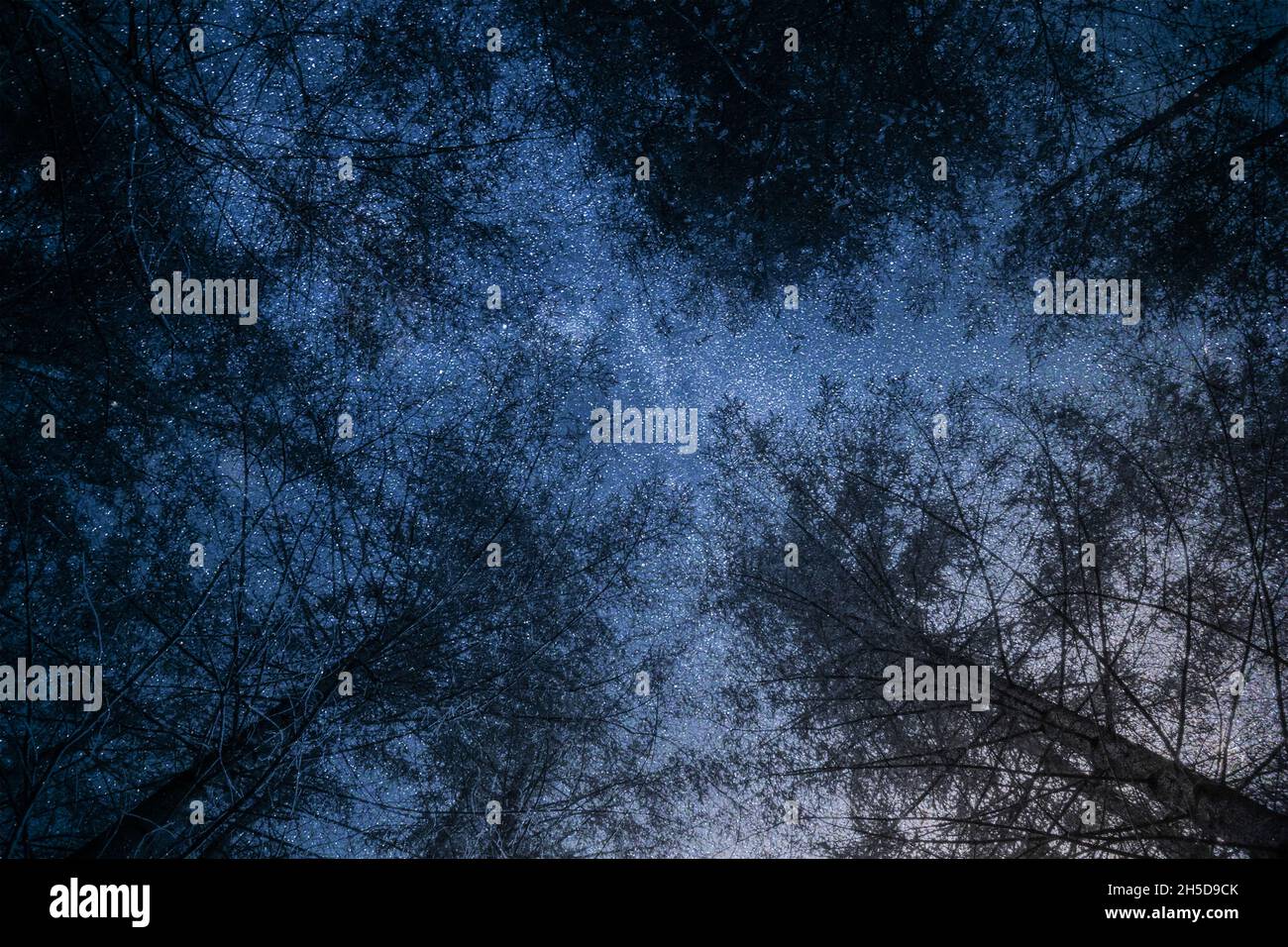 tree in space Stock Photo - Alamy