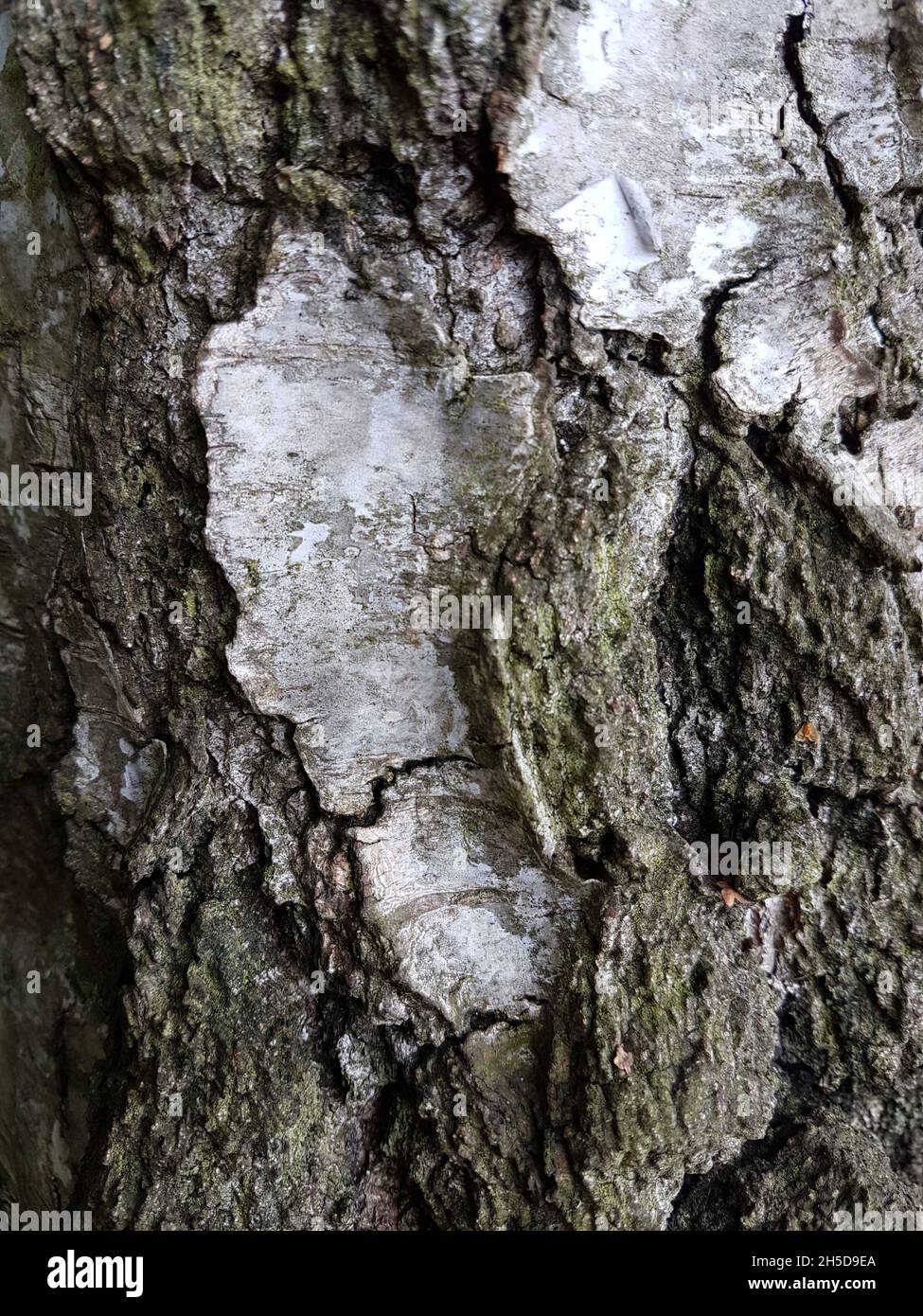 Closeup shot of an old tree bark texture - for backgrounds and textures ...