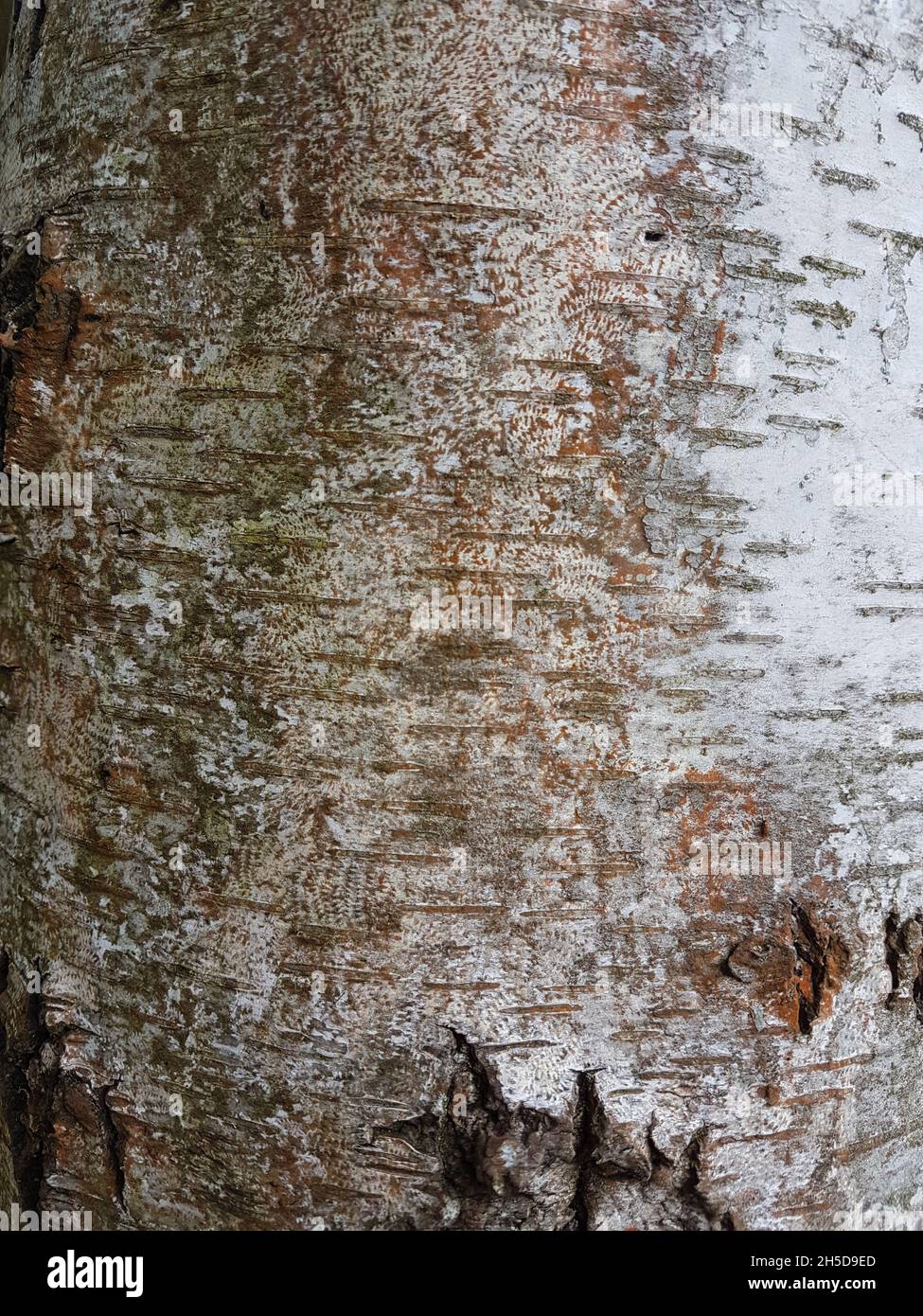 Closeup shot of an old tree bark texture - for backgrounds and textures ...