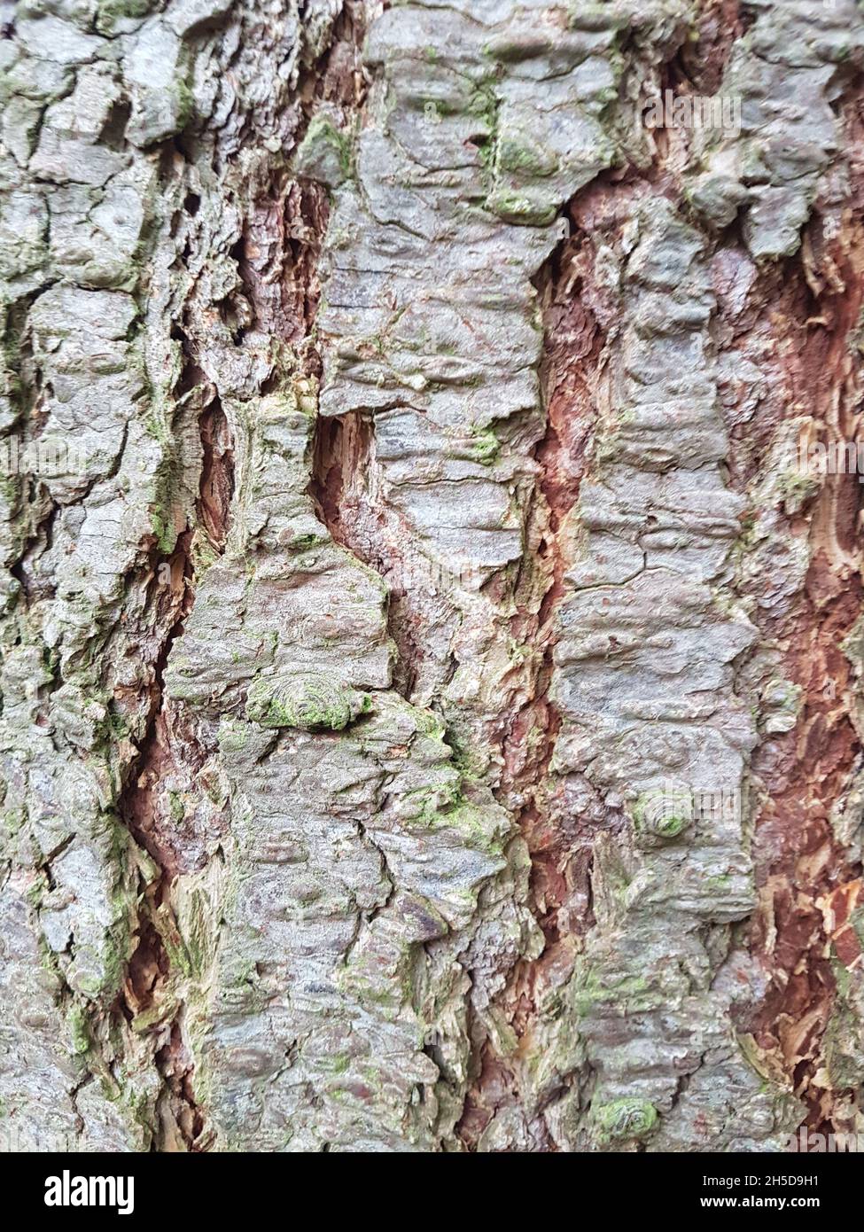 Closeup shot of an old tree bark texture - for backgrounds and textures ...