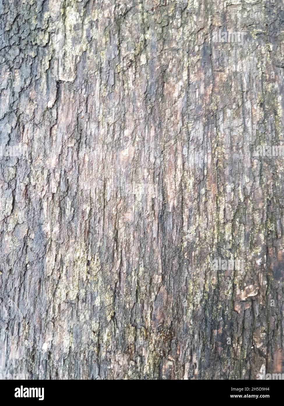 Closeup shot of an old tree bark texture - for backgrounds and textures ...