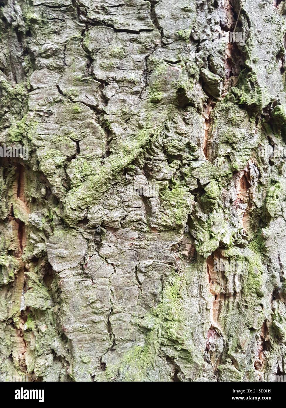 Closeup shot of an old tree bark texture - for backgrounds and textures ...