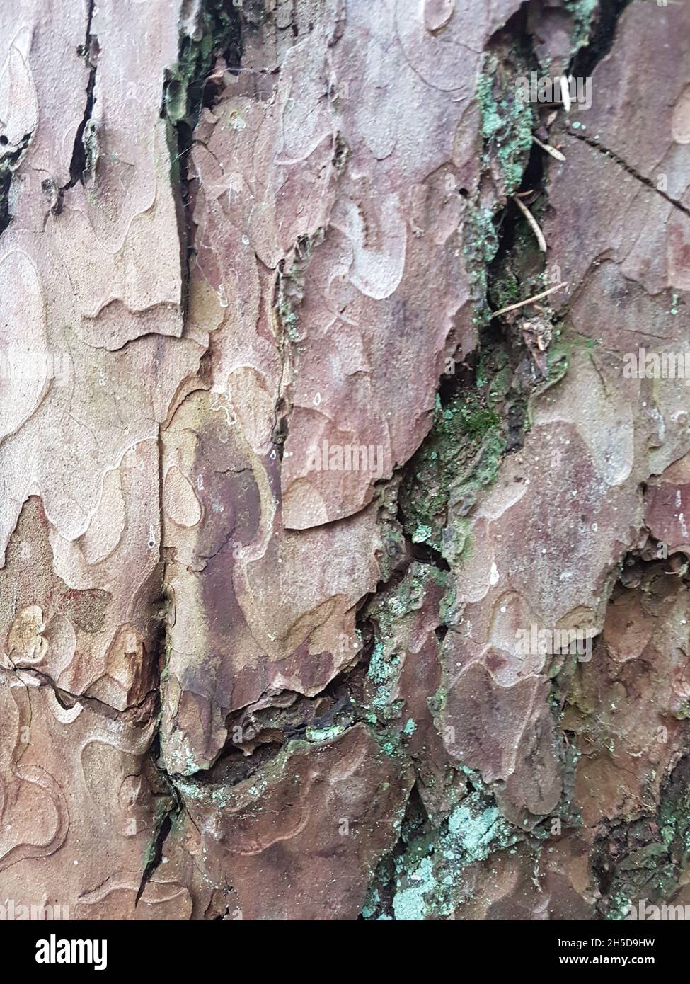 Closeup shot of an old tree bark texture - for backgrounds and textures ...