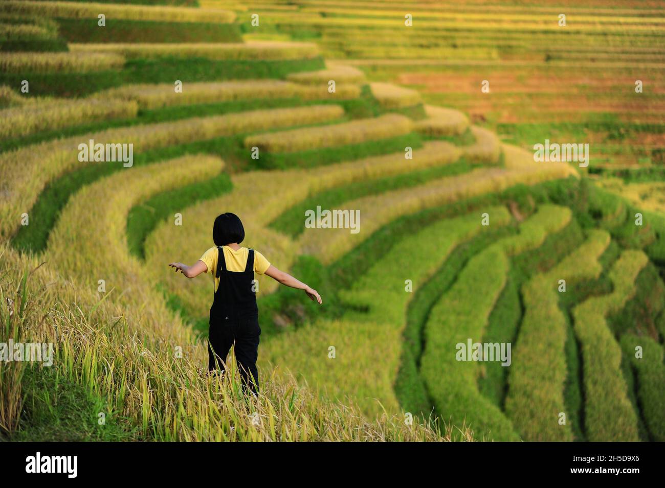 Walking at rice field hi-res stock photography and images - Alamy