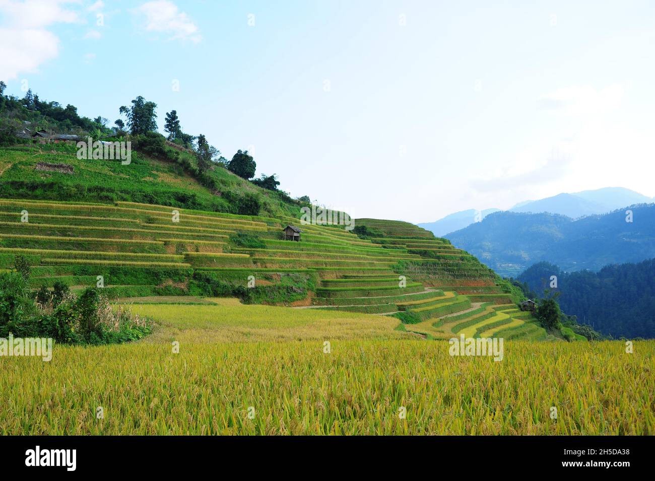 Rice paddy field in Vietnam Stock Photo - Alamy