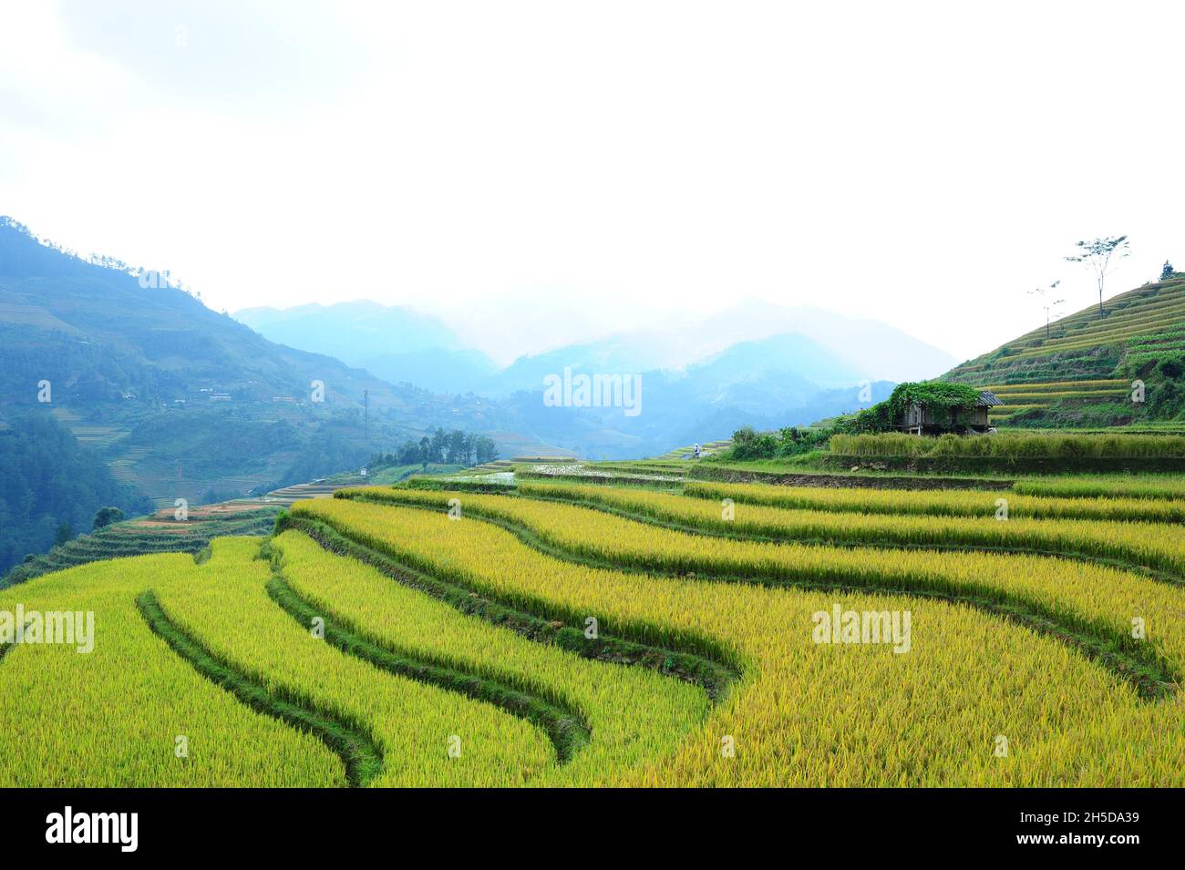 Rice paddy fields in Vietnam Stock Photo - Alamy