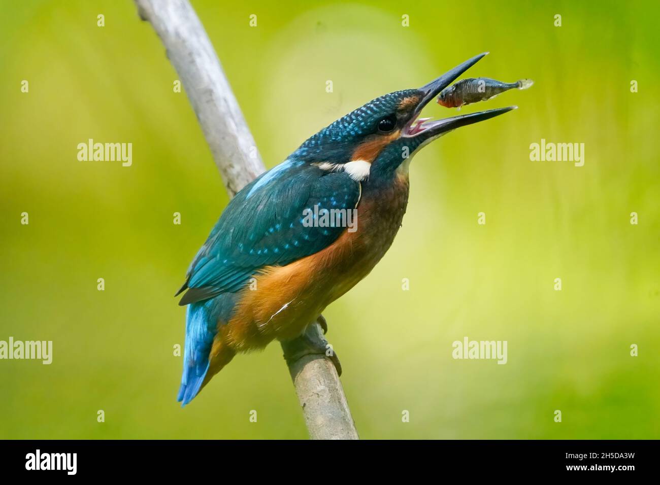 Closeup of a common kingfisher bird eating an insect perched on a twig ...
