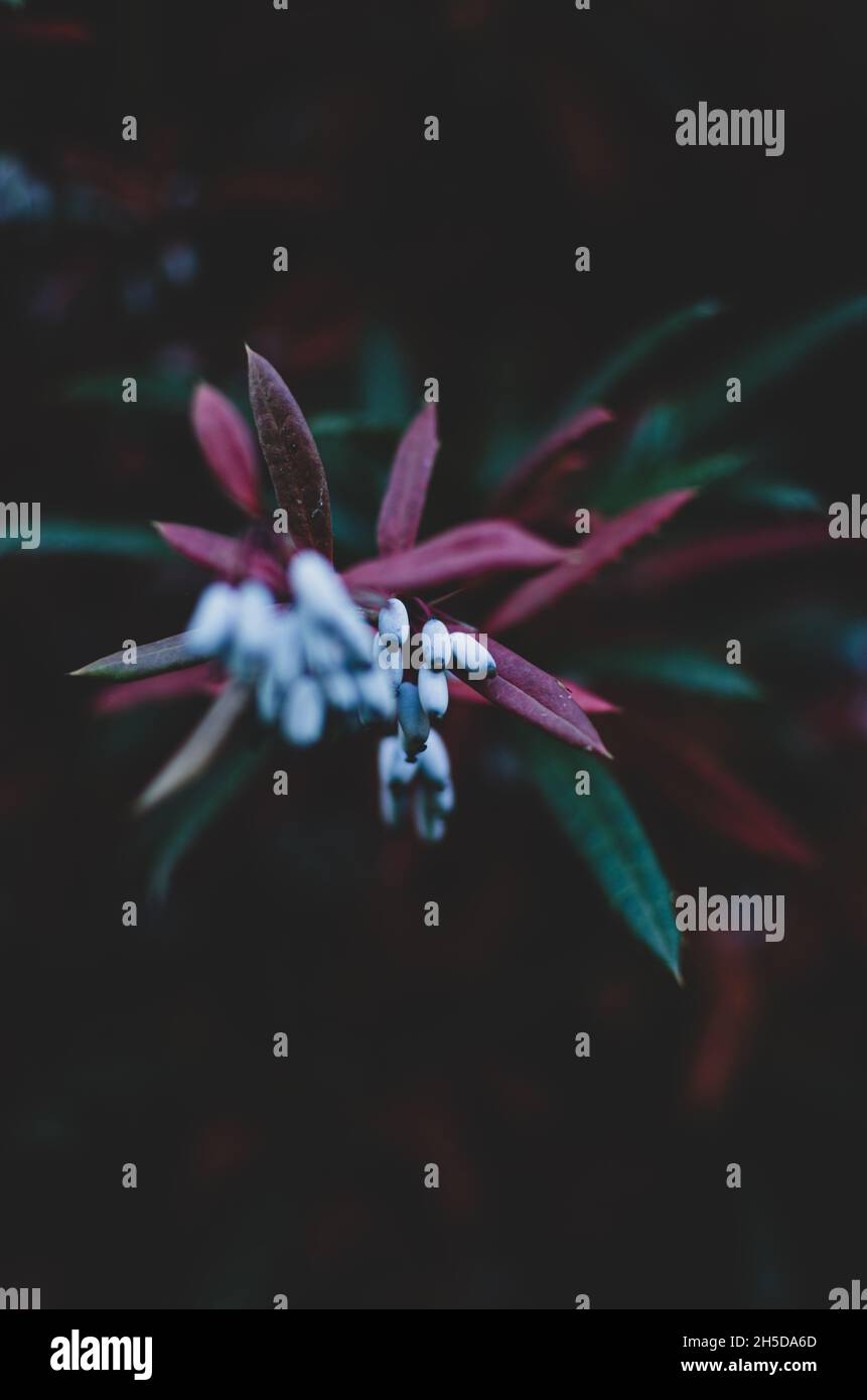 Vertical shot forest plant hi-res stock photography and images - Alamy