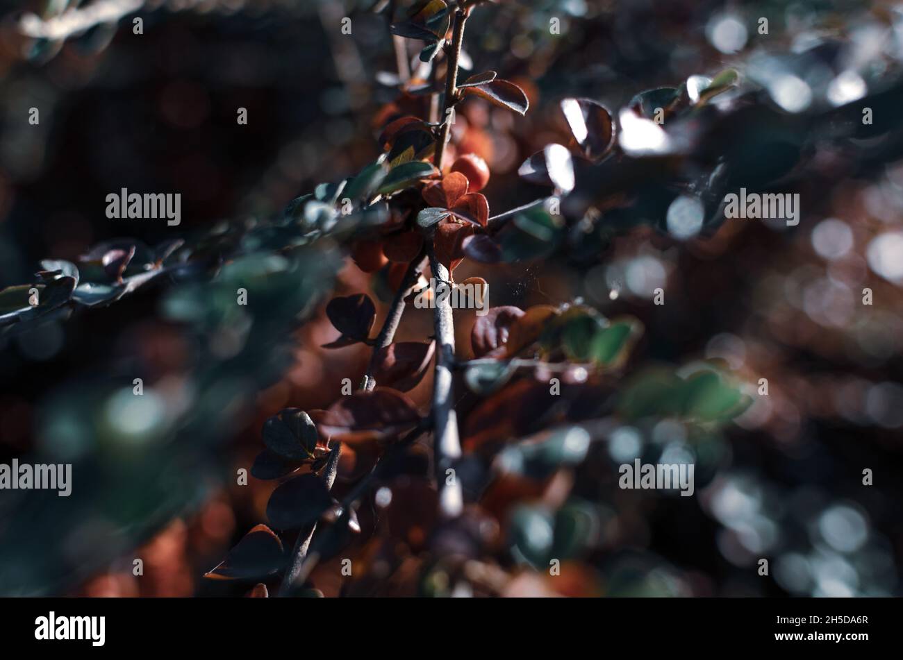 Beautiful blooming branches in hi-res stock photography and images - Alamy