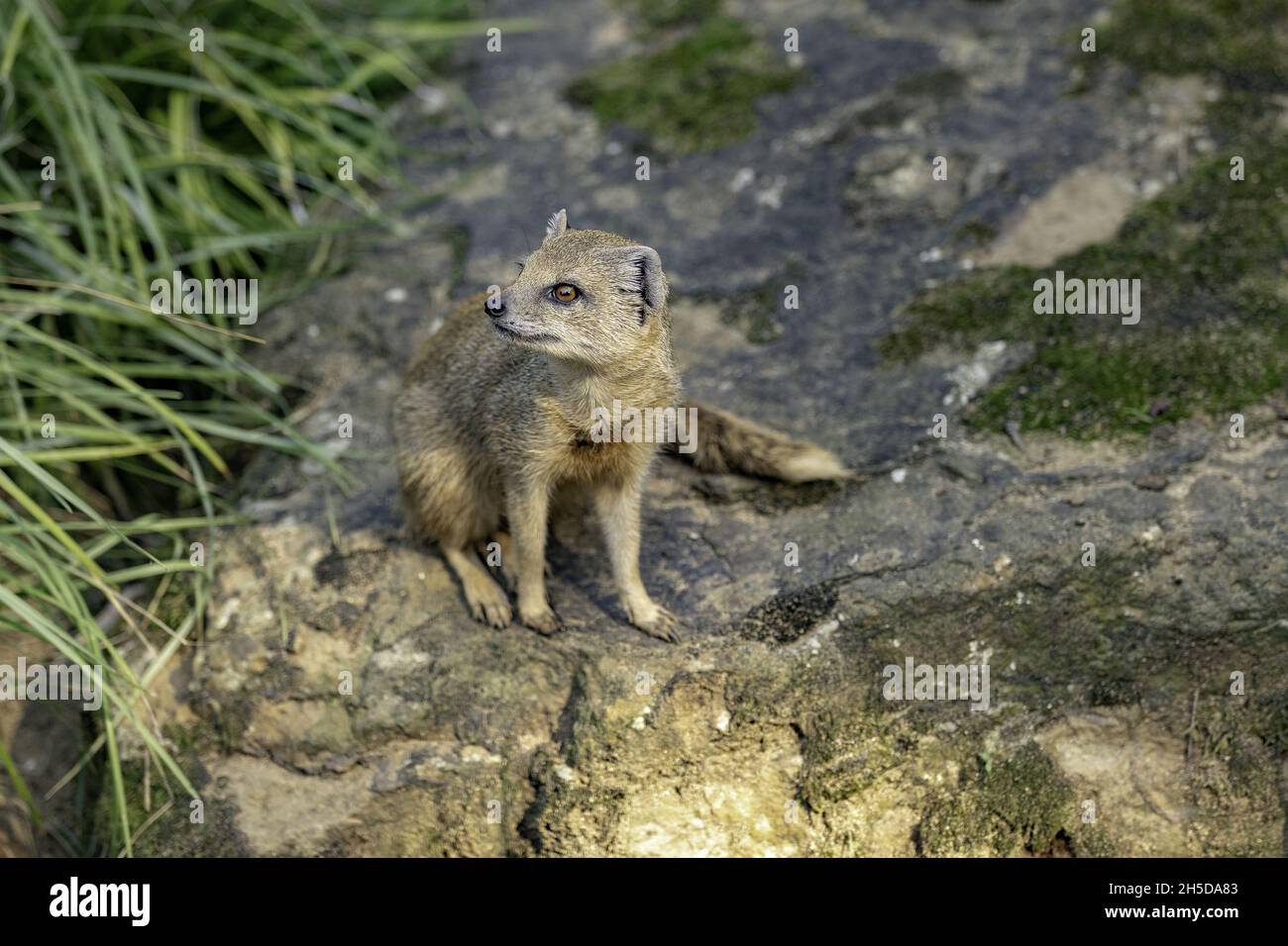 Closeup of a mongoose on the rock under the sunlight with a blurry ...