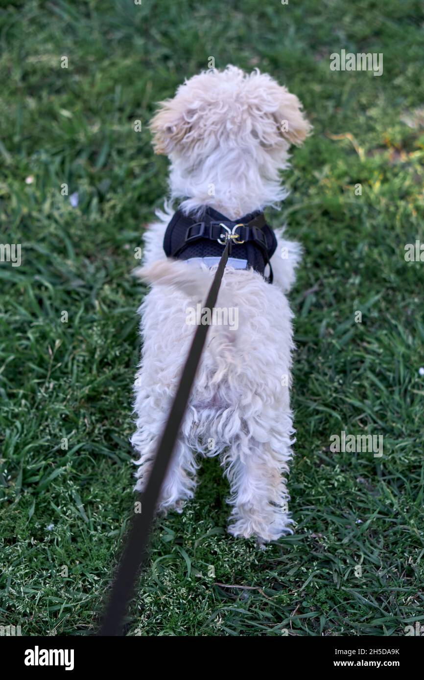 Toy poodle black hi-res stock photography and images - Alamy