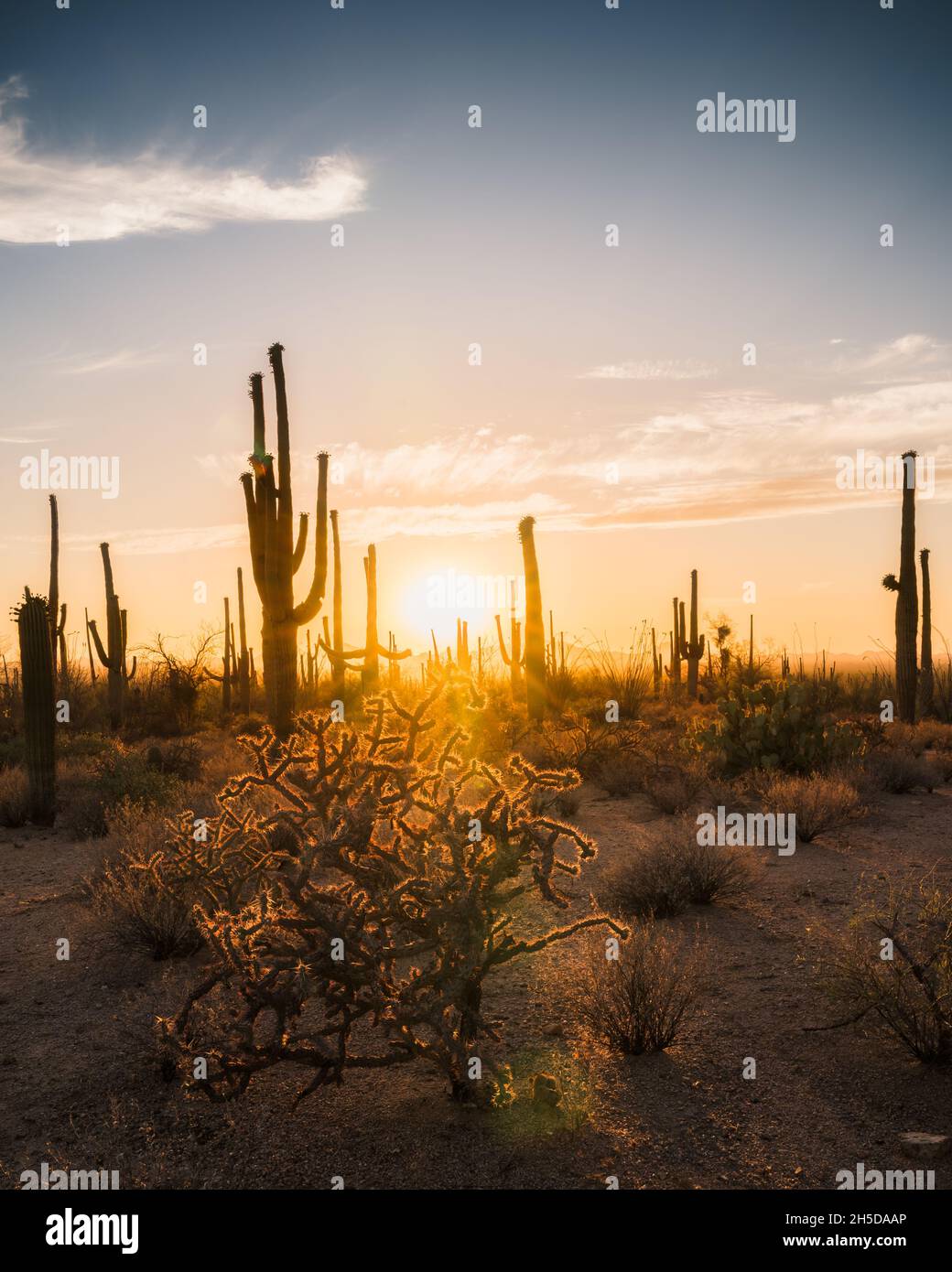 Backlit saguaros and cholla cactus at sunset in Arizona desert Stock ...