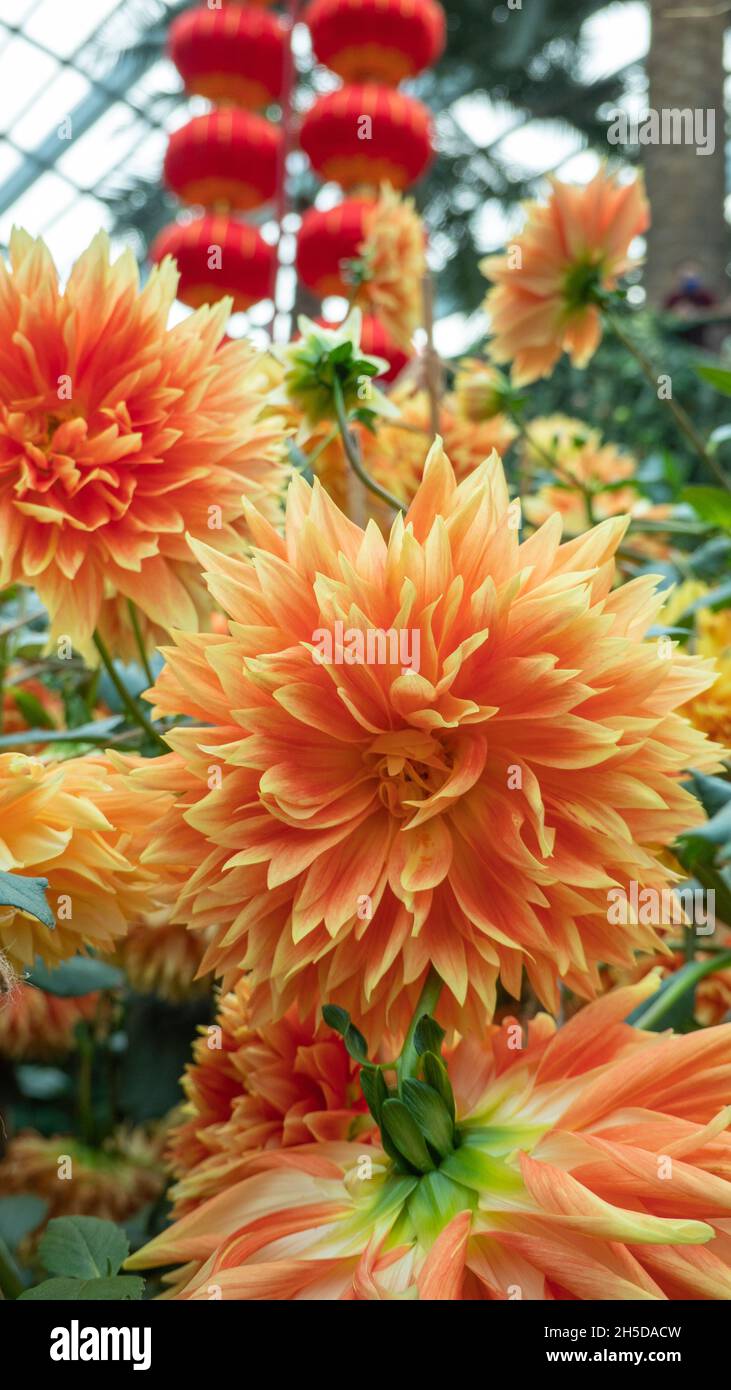 Vertical shot of Flamethrower Dahlias growing in a greenhouse Stock ...
