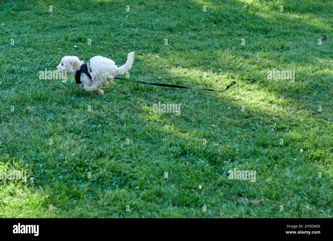 Lost puppy hi-res stock photography and images - Alamy