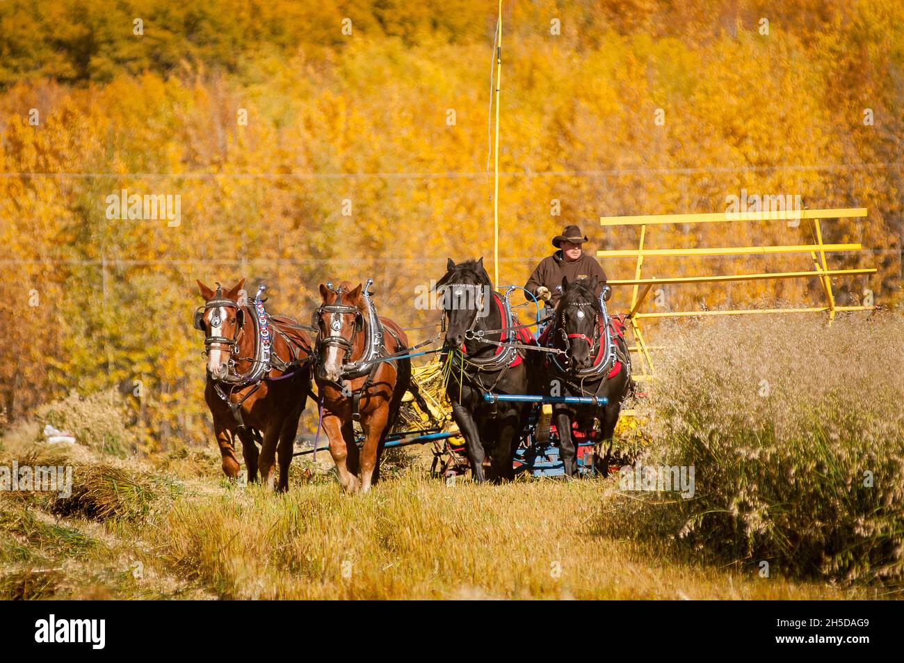 Carriage with four horses riding in the farmland Stock Photo - Alamy