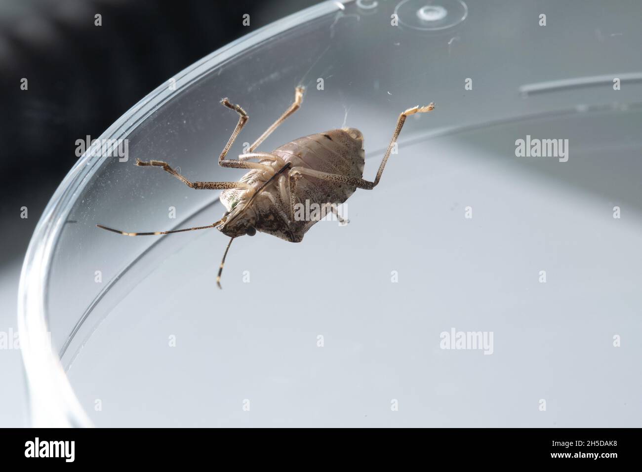 Macro shot of a brown marmorated stink bug inside a Petri dish Stock ...