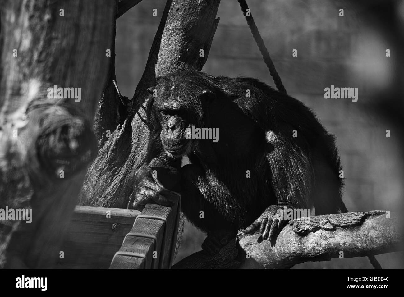 Grayscale shot of a chimpanzee in a zoo Stock Photo - Alamy