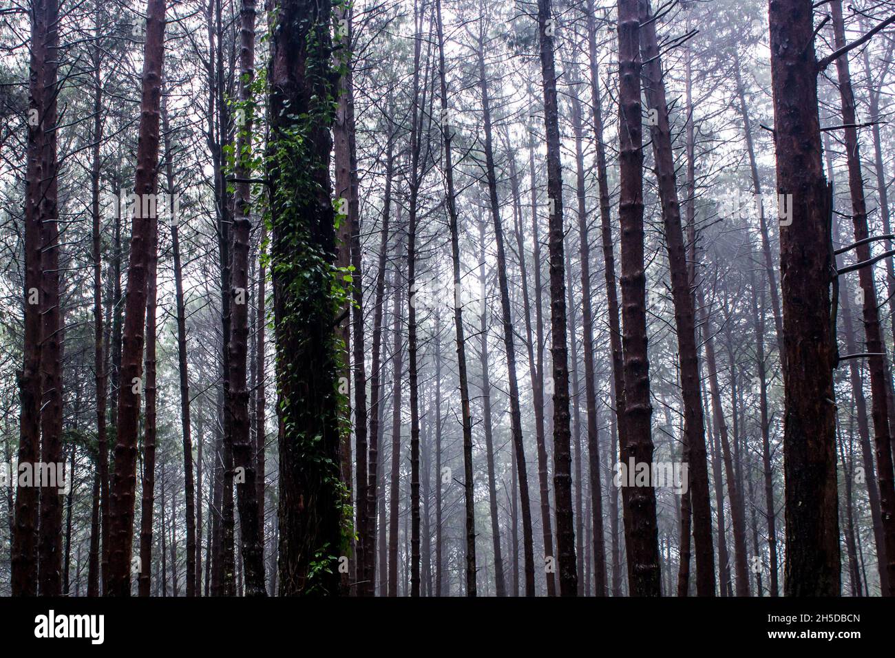 Trunks straight hi-res stock photography and images - Alamy