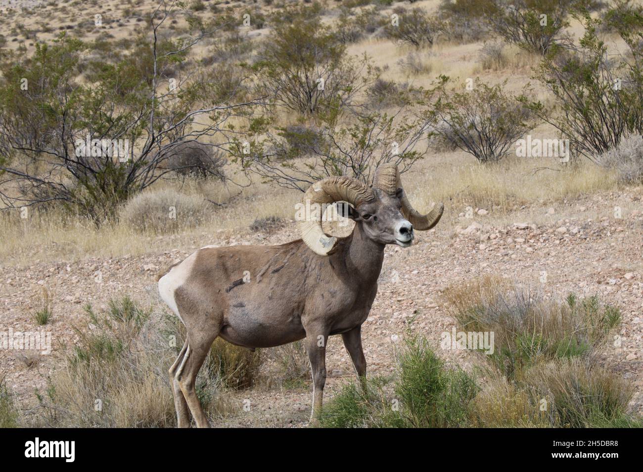 Wild ram hi-res stock photography and images - Alamy