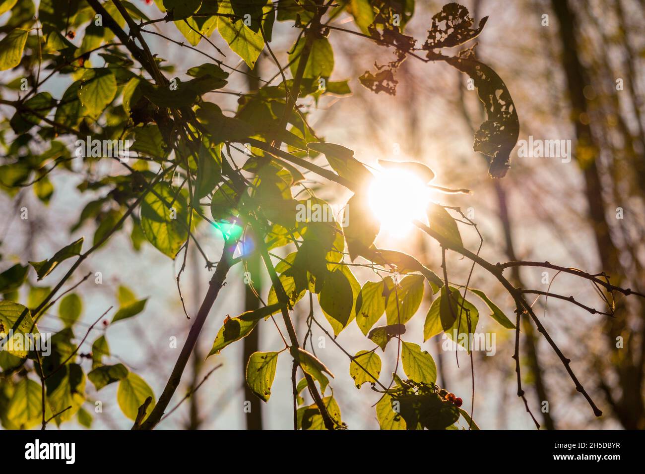 Sun thru tree hi-res stock photography and images - Alamy